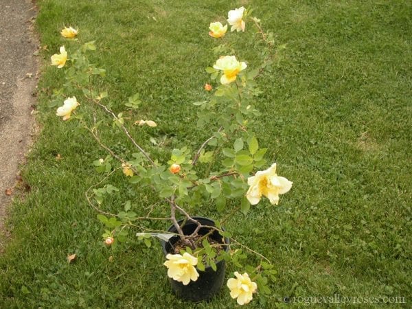 Lawrence Johnson - Rogue Valley Roses